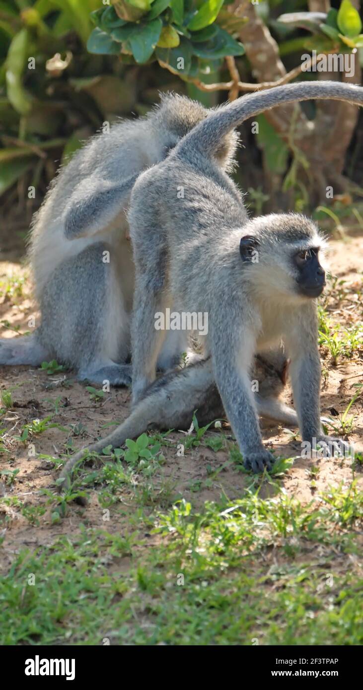 Monkeys grooming each other hi-res stock photography and images - Alamy
