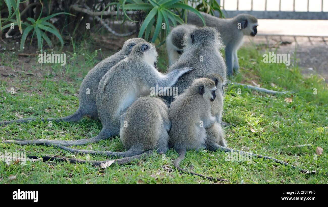 Troop of vervet monkeys grooming each other in a neighborhood in St ...