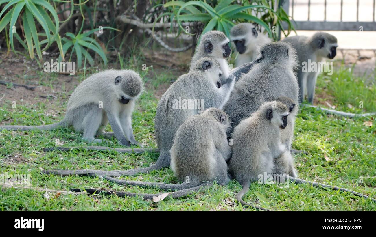 Troop of vervet monkeys grooming each other in a neighborhood in St ...