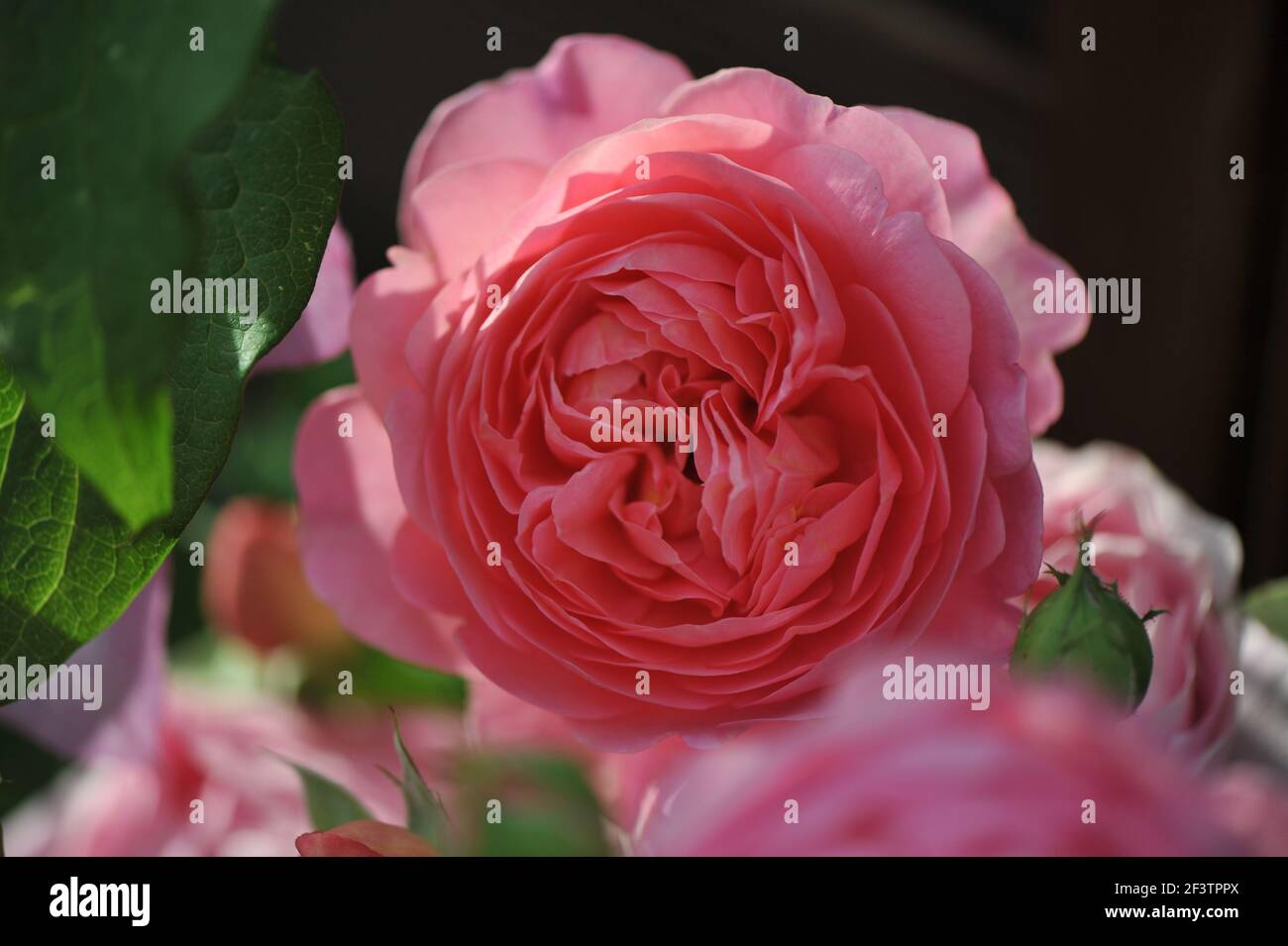 Salmon-pink shrub English rose (Rosa) Boscobel blooms in a garden Stock ...