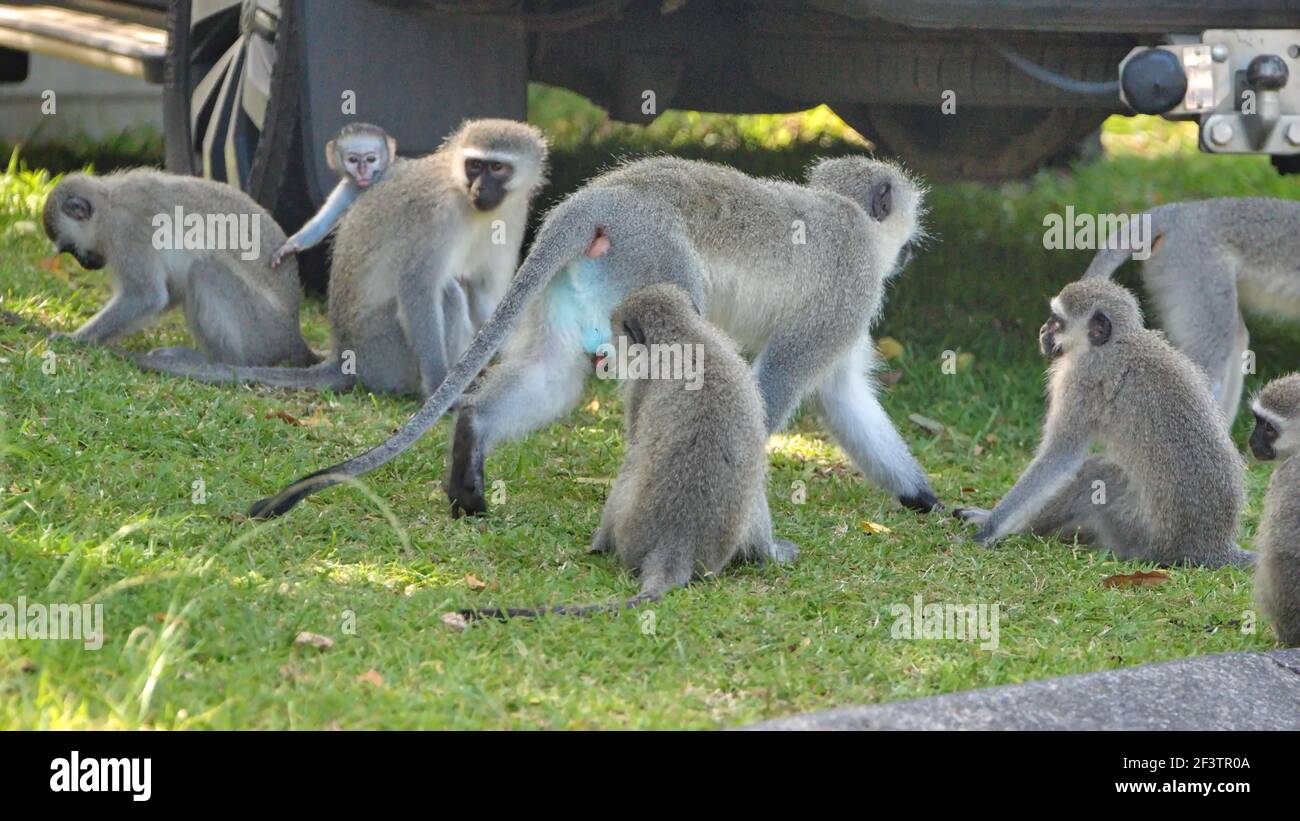 Male testicle hi-res stock photography and images - Alamy