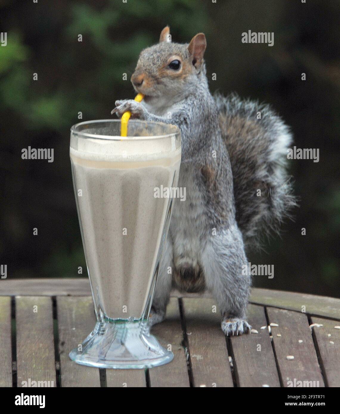 A SQUIRREL, DRINKS A SMOOTHIE LEFT OUT IN A GARDEN IN PORTCHESTER HANTS ...