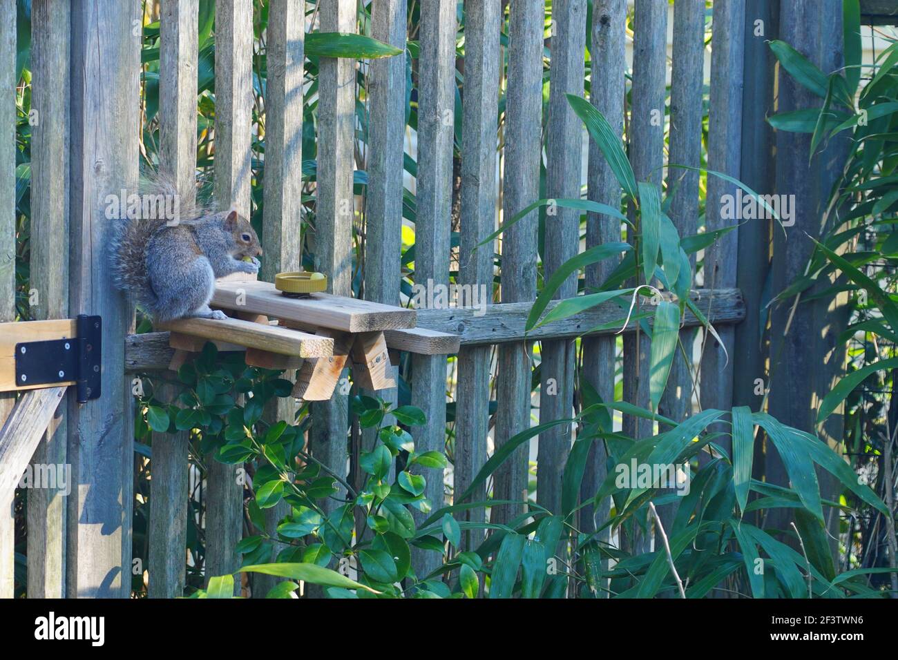 A gray squirrel eating at a backyard wooden picnic table for squirrels ...