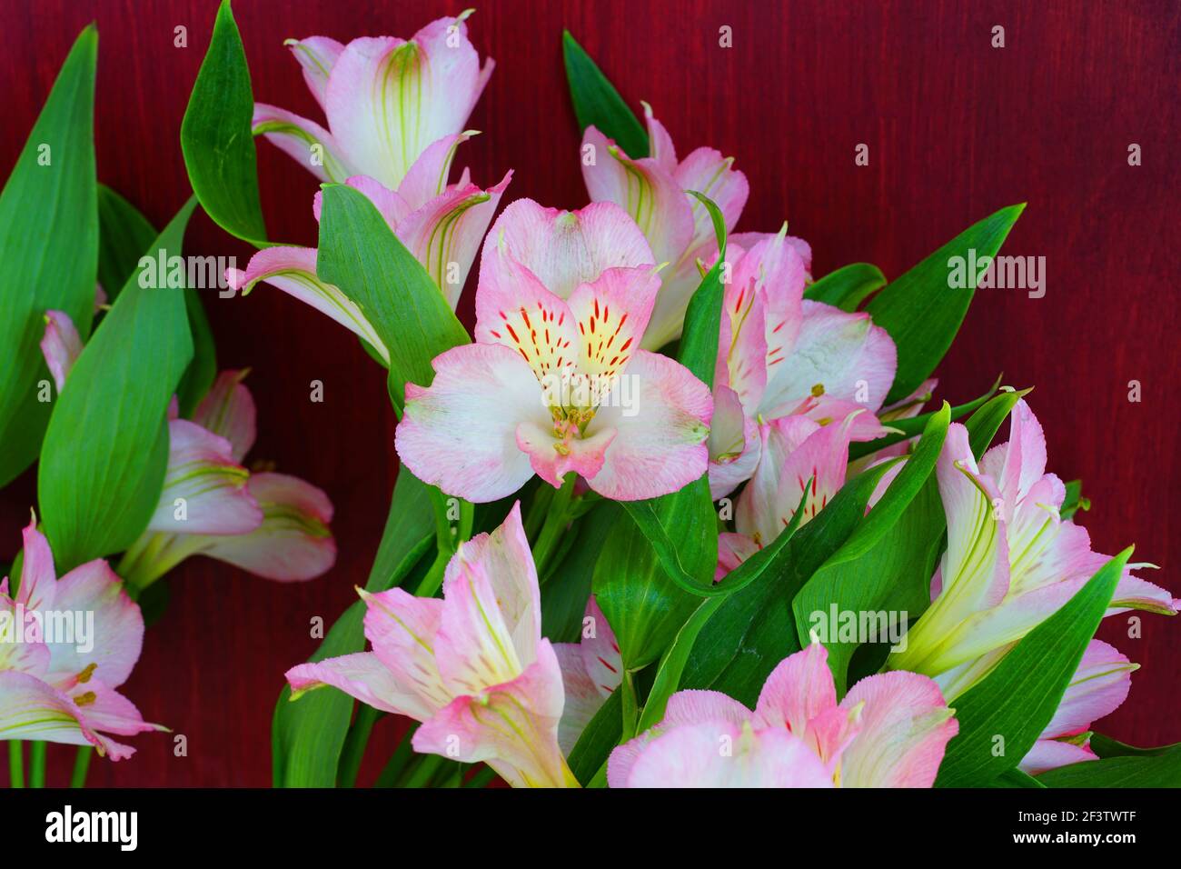 Inca lily hi-res stock photography and images - Alamy