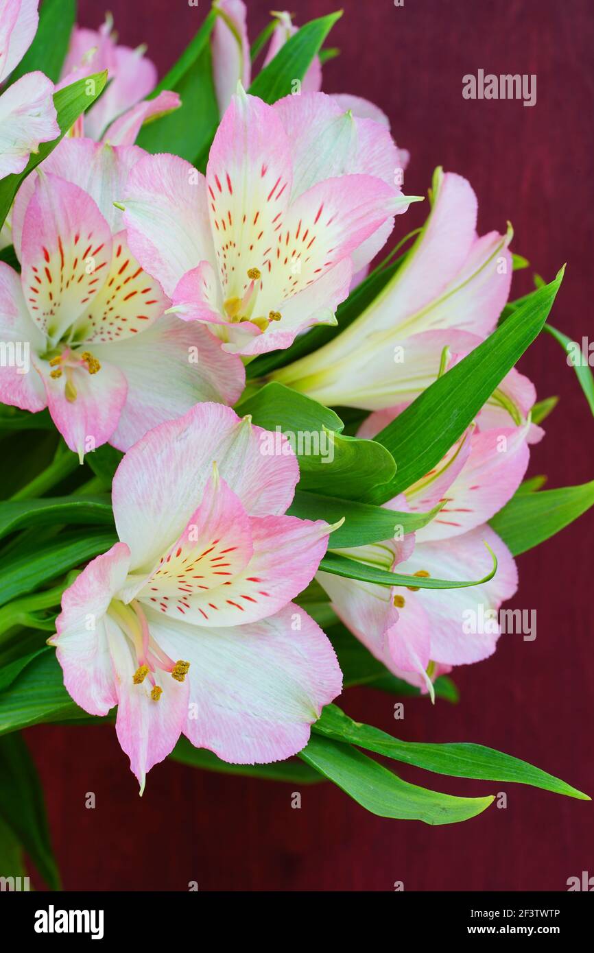 A bunch of white and pink Alstroemeria Lily of the Incas flowers Stock ...