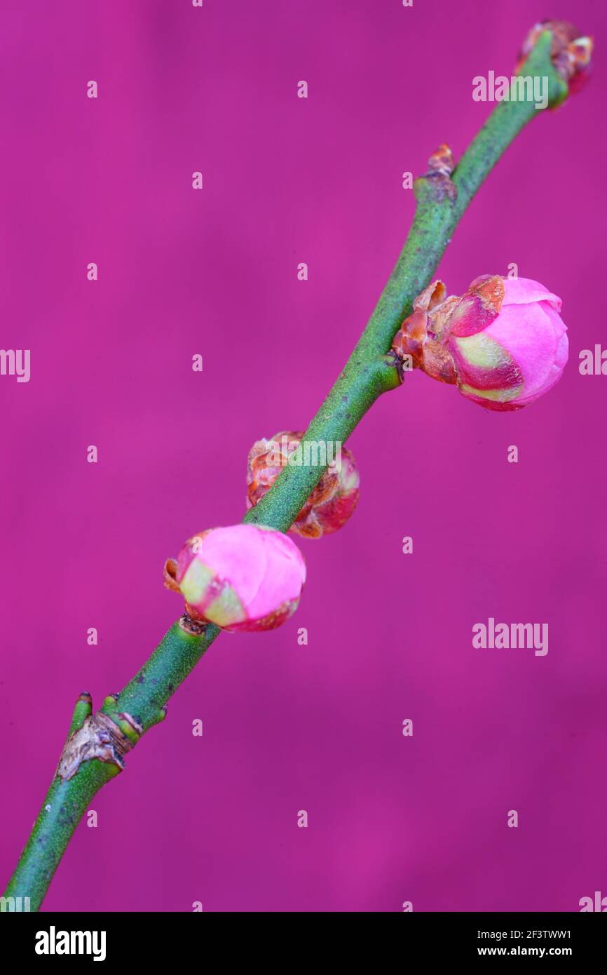 Pink flower blooms of the Japanese ume apricot tree, prunus mume Stock ...