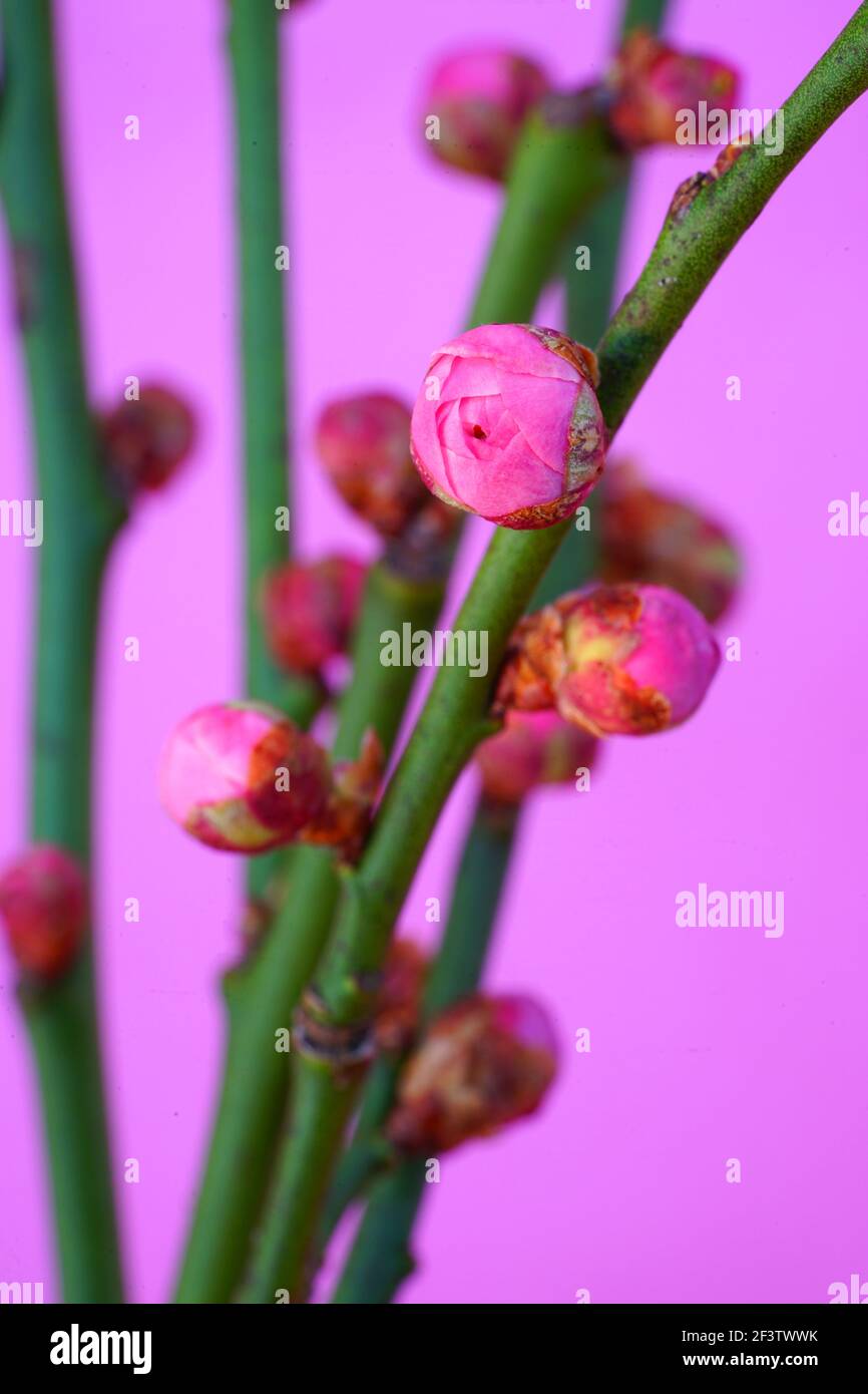 Pink flower blooms of the Japanese ume apricot tree, prunus mume Stock ...