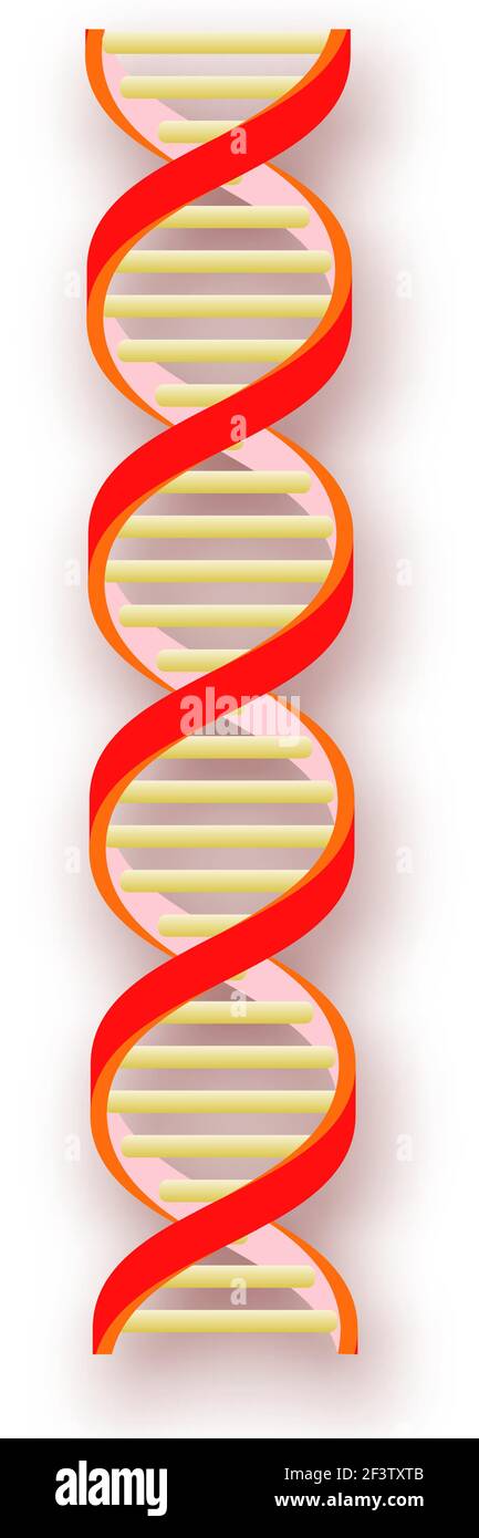 Dna ladder hi-res stock photography and images - Alamy