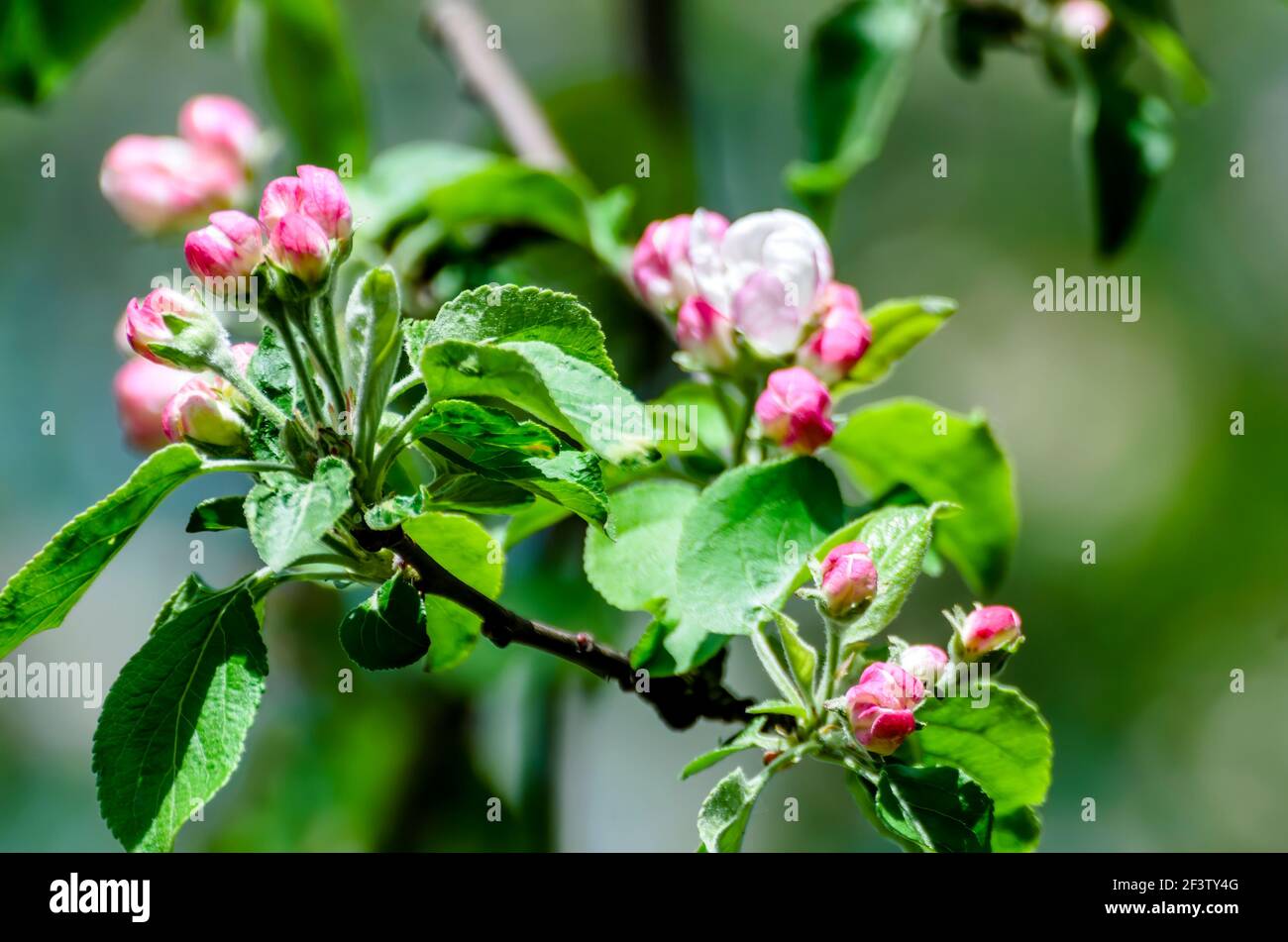 Closeup light pink apple tree hi-res stock photography and images - Alamy