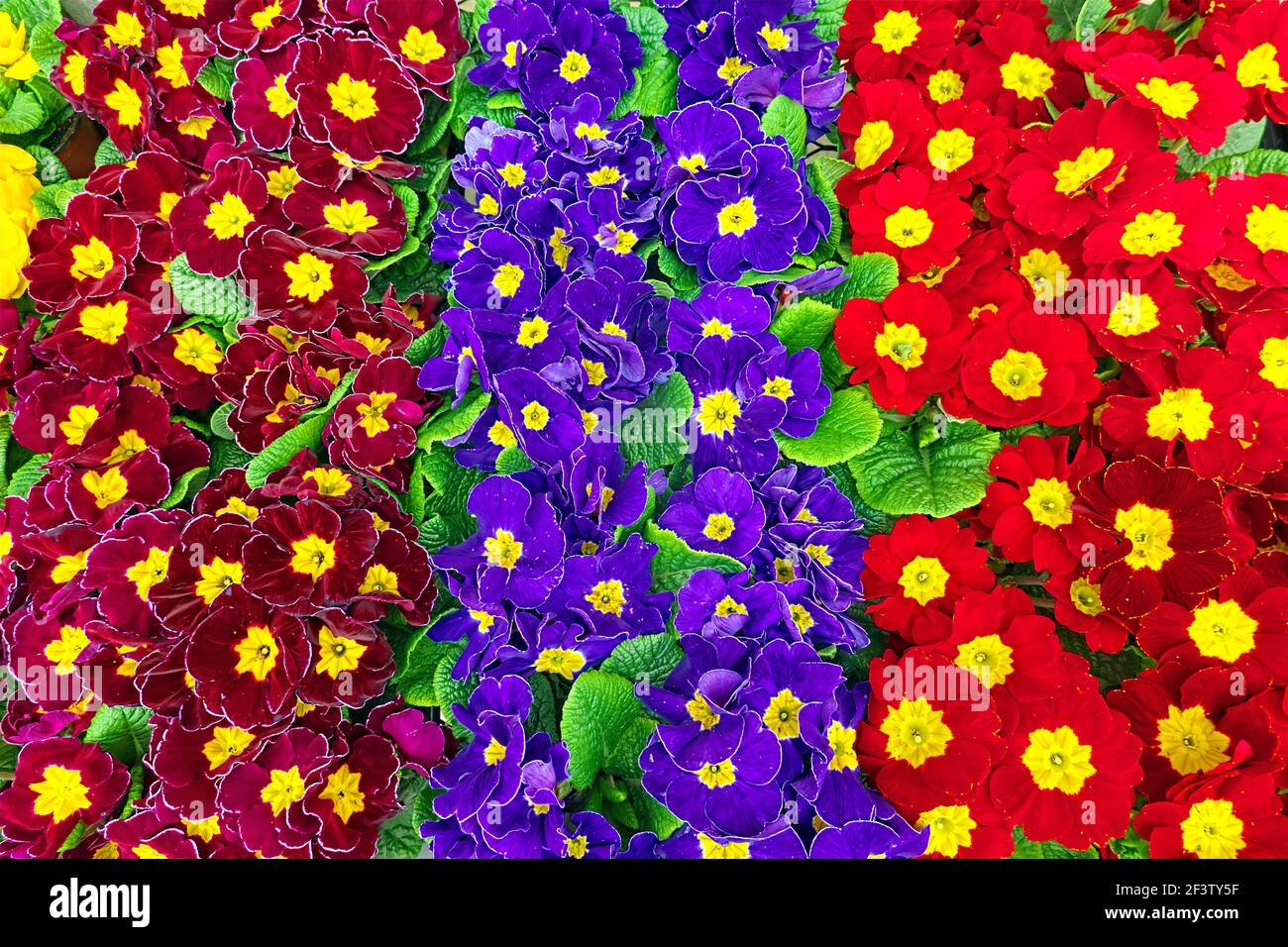 Scarlet primroses hi-res stock photography and images - Alamy