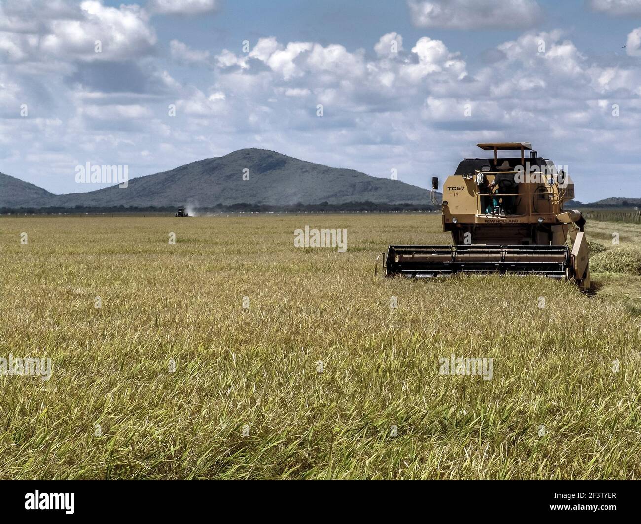combines harvester harvesting rice on a bright day, in north of Brazil ...
