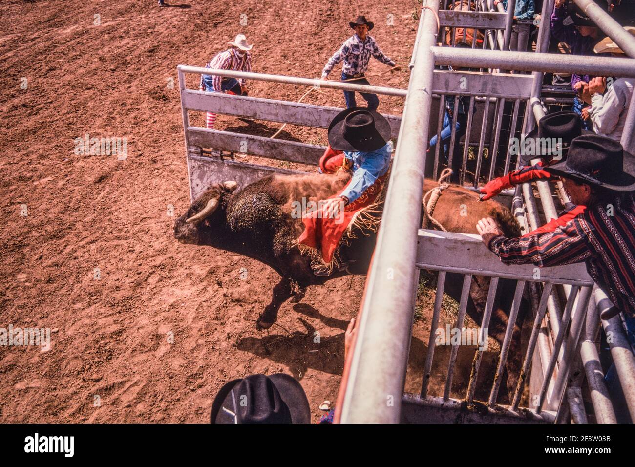 The bull breaks out of the chute in the bull-riding competition at a ...
