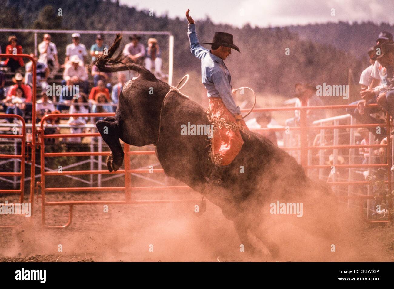 A cowboy in a bull-riding competition in a small-town rodeo in New ...