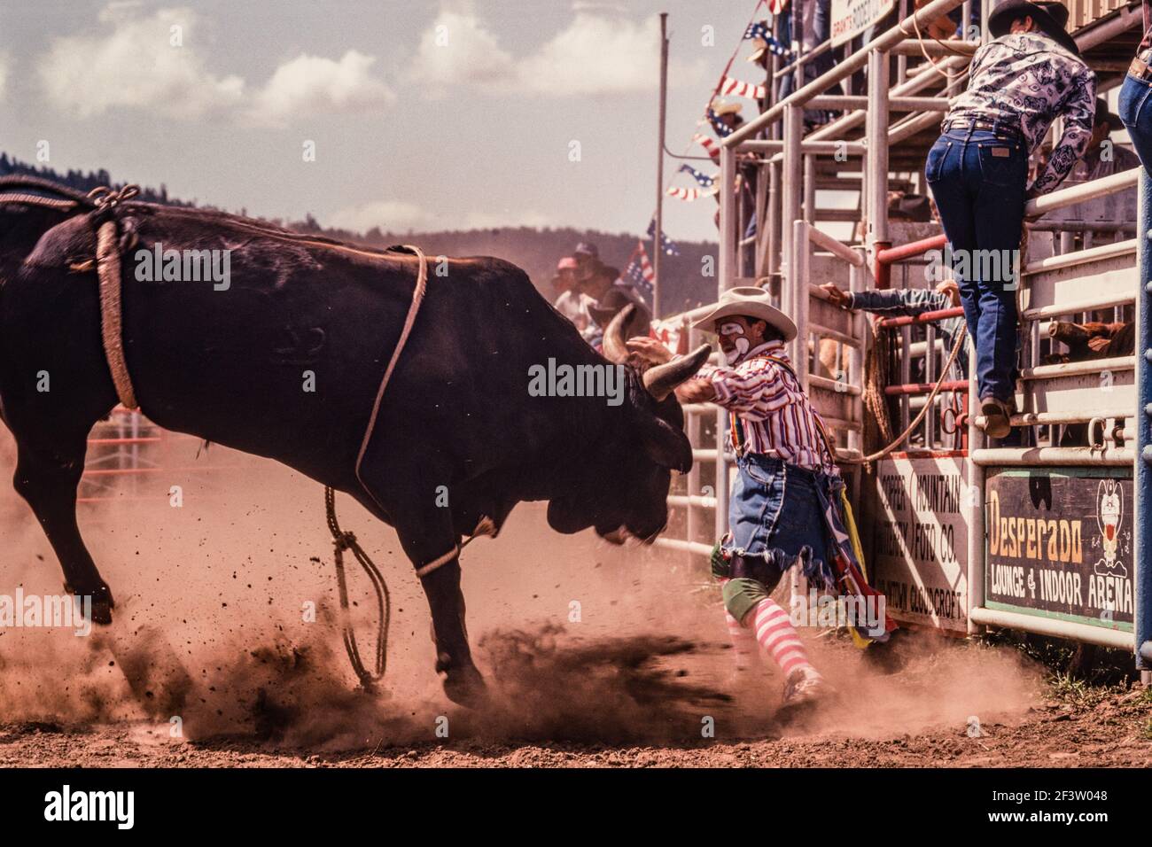 The rodeo clown or bullfighter distracts the bull to allow the cowboy ...