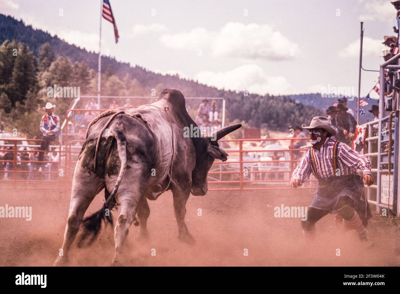 The rodeo clown or bullfighter distracts the bull to allow the cowboy ...