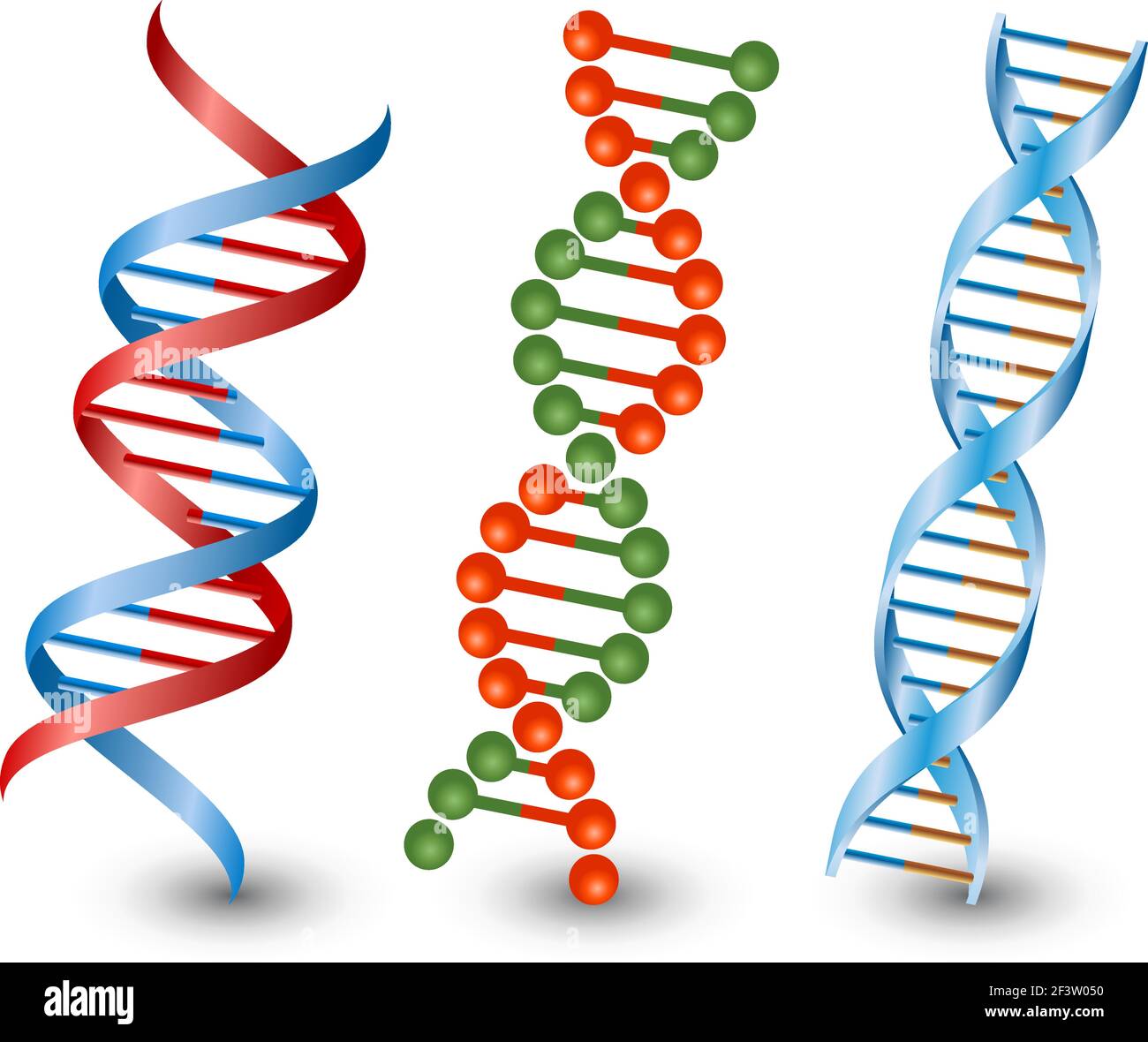 Dna strands. Vector on the white background Stock Vector Image & Art ...