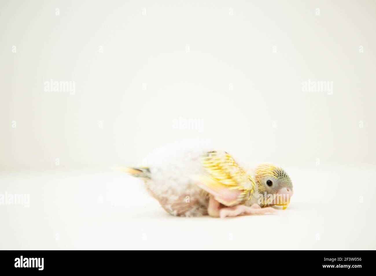 White Baby Parakeets