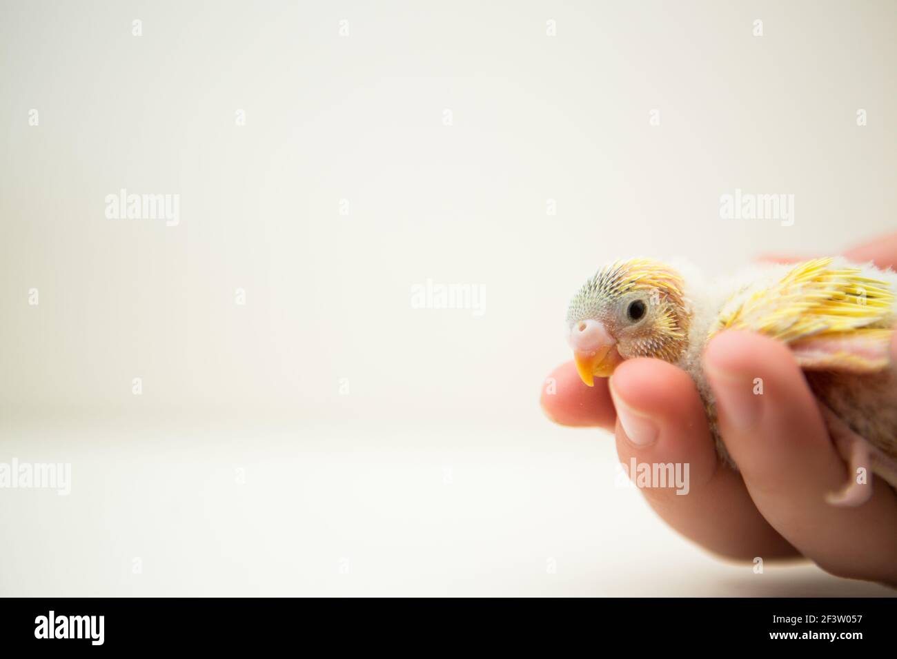 Baby Parakeet on White Background Stock Photo - Alamy
