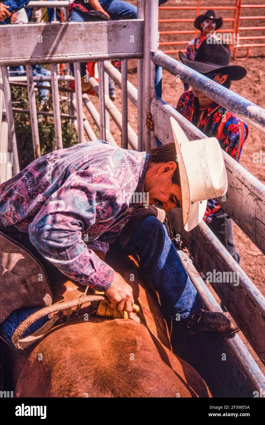 A cowboy competing in a rodeo bull-riding event sits on the bull in the ...