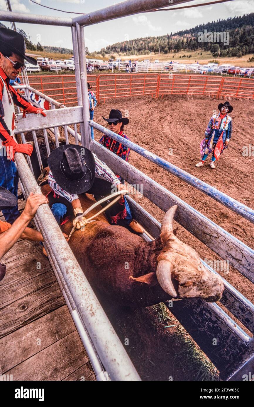 A cowboy competing in a rodeo bull-riding event sits on the bull in the ...