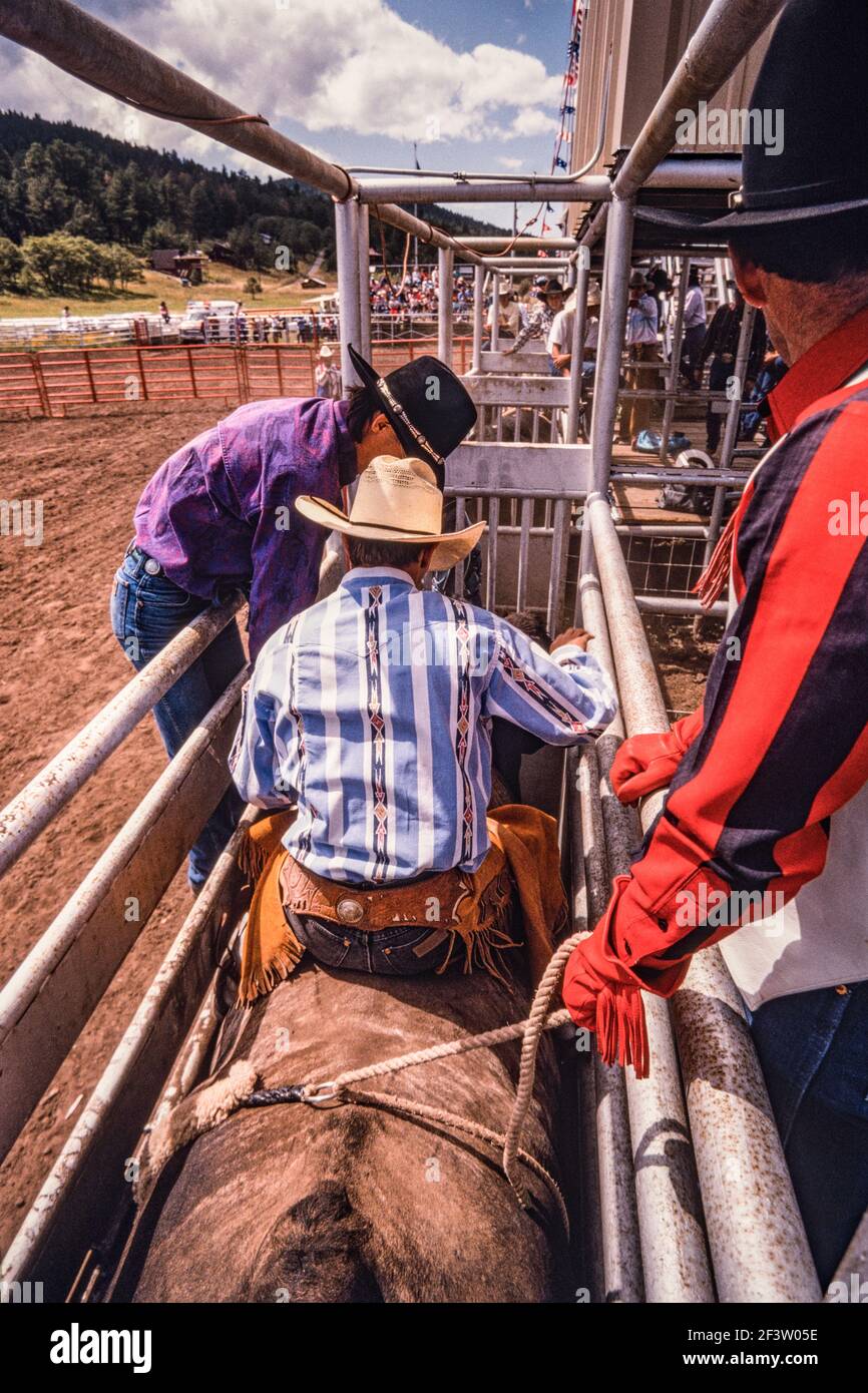 A cowboy competing in a rodeo bull-riding event sits on the bull in the ...