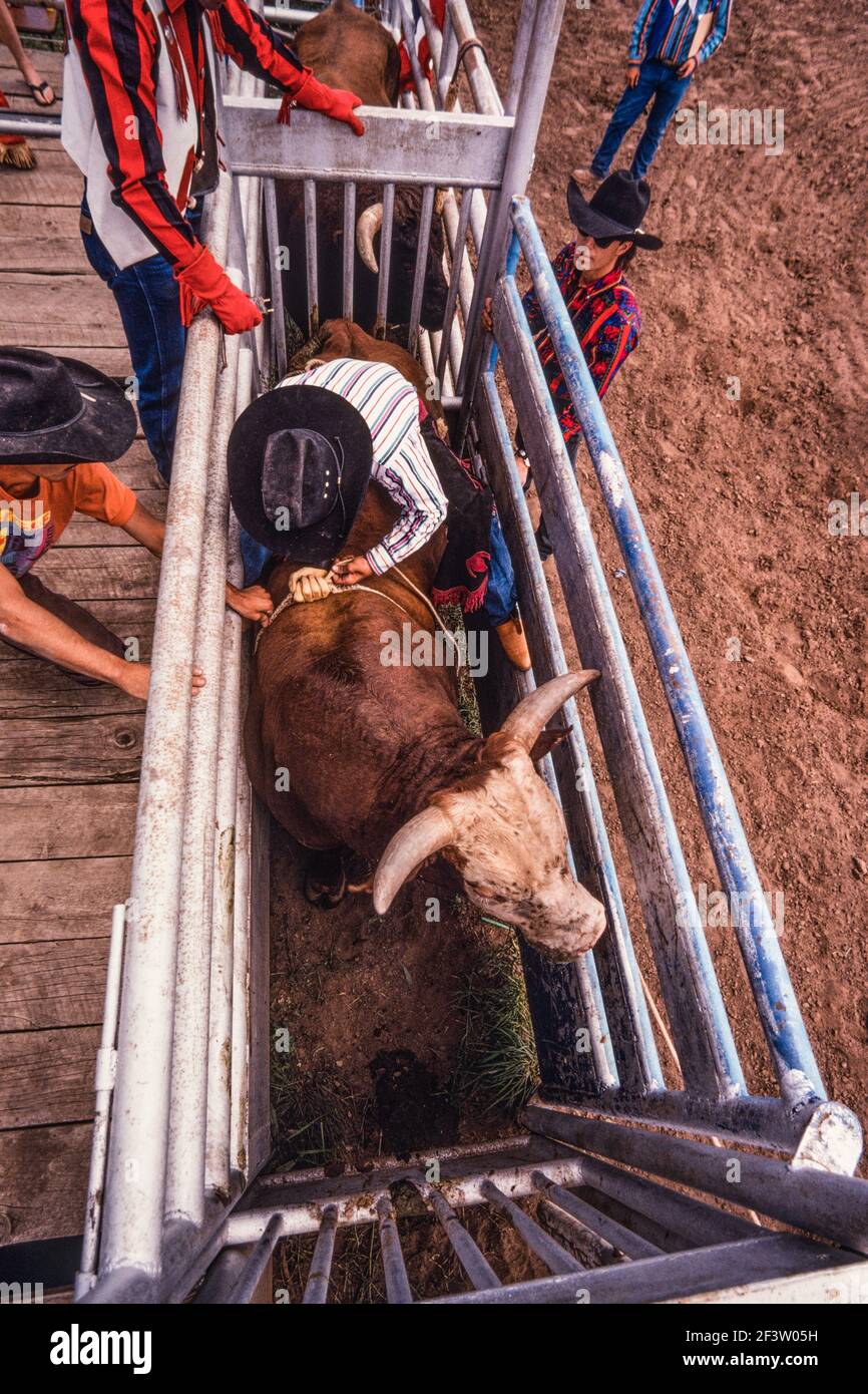 A cowboy competing in a rodeo bull-riding event sits on the bull in the ...