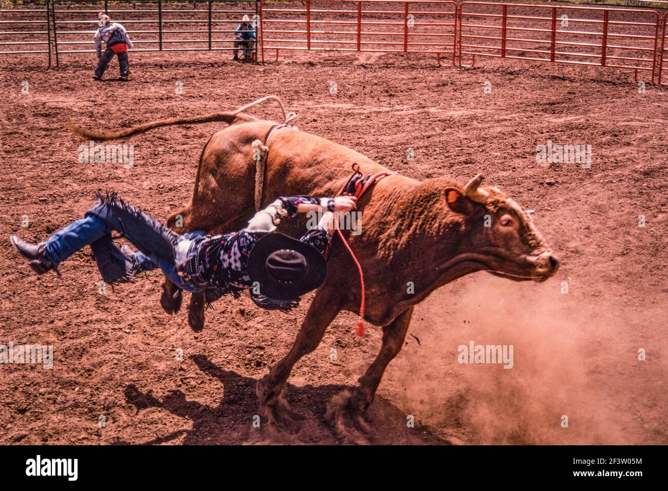 A cowboy in a bull-riding competition gets bucked off and hung up in ...