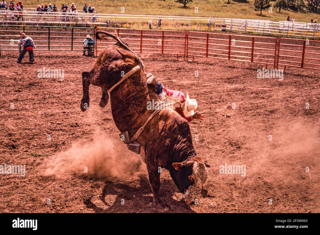 A cowboy in a bull-riding competition loses his seat and falls in a ...