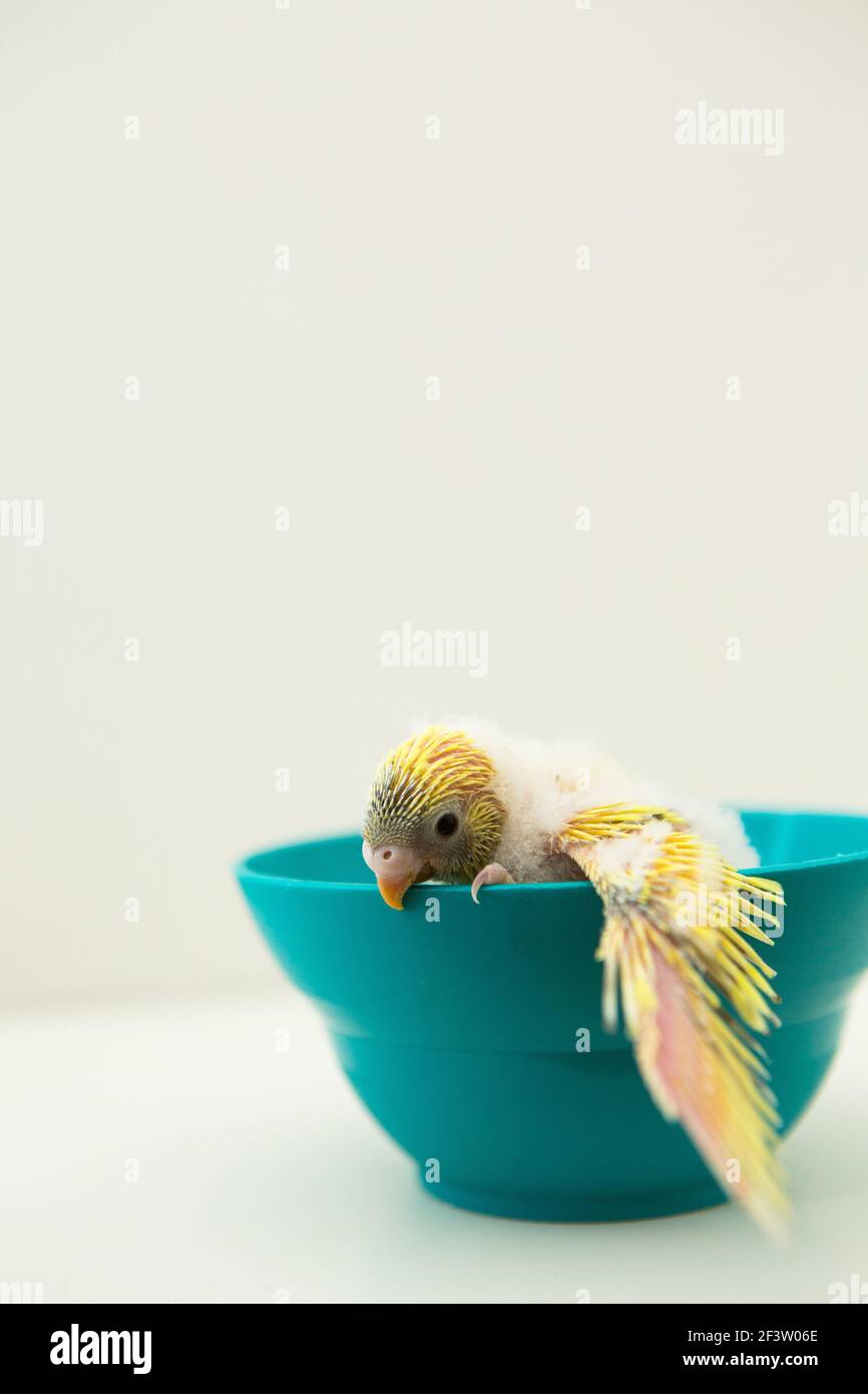 Baby Parakeet on White Background Stock Photo - Alamy