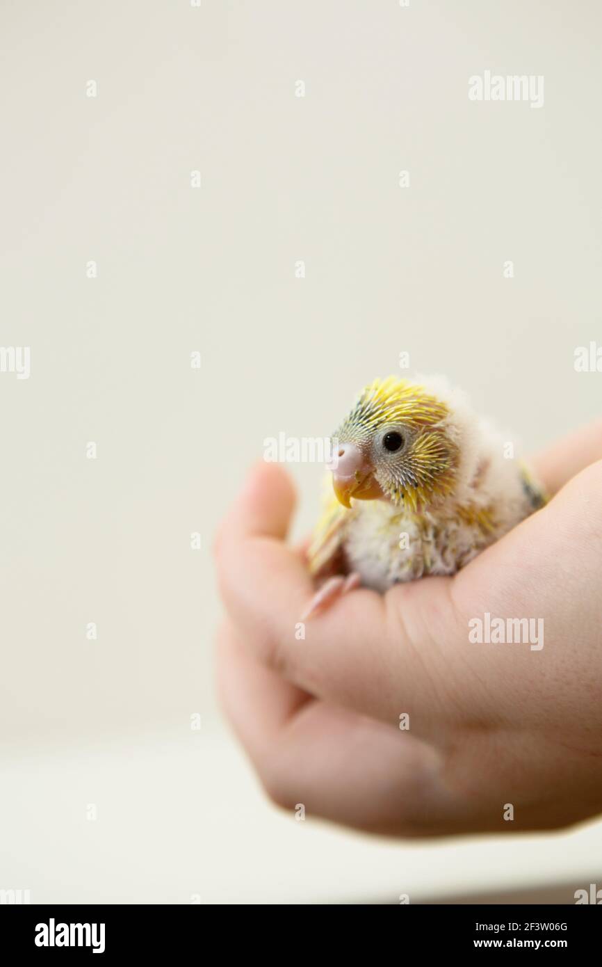 White Baby Parakeets
