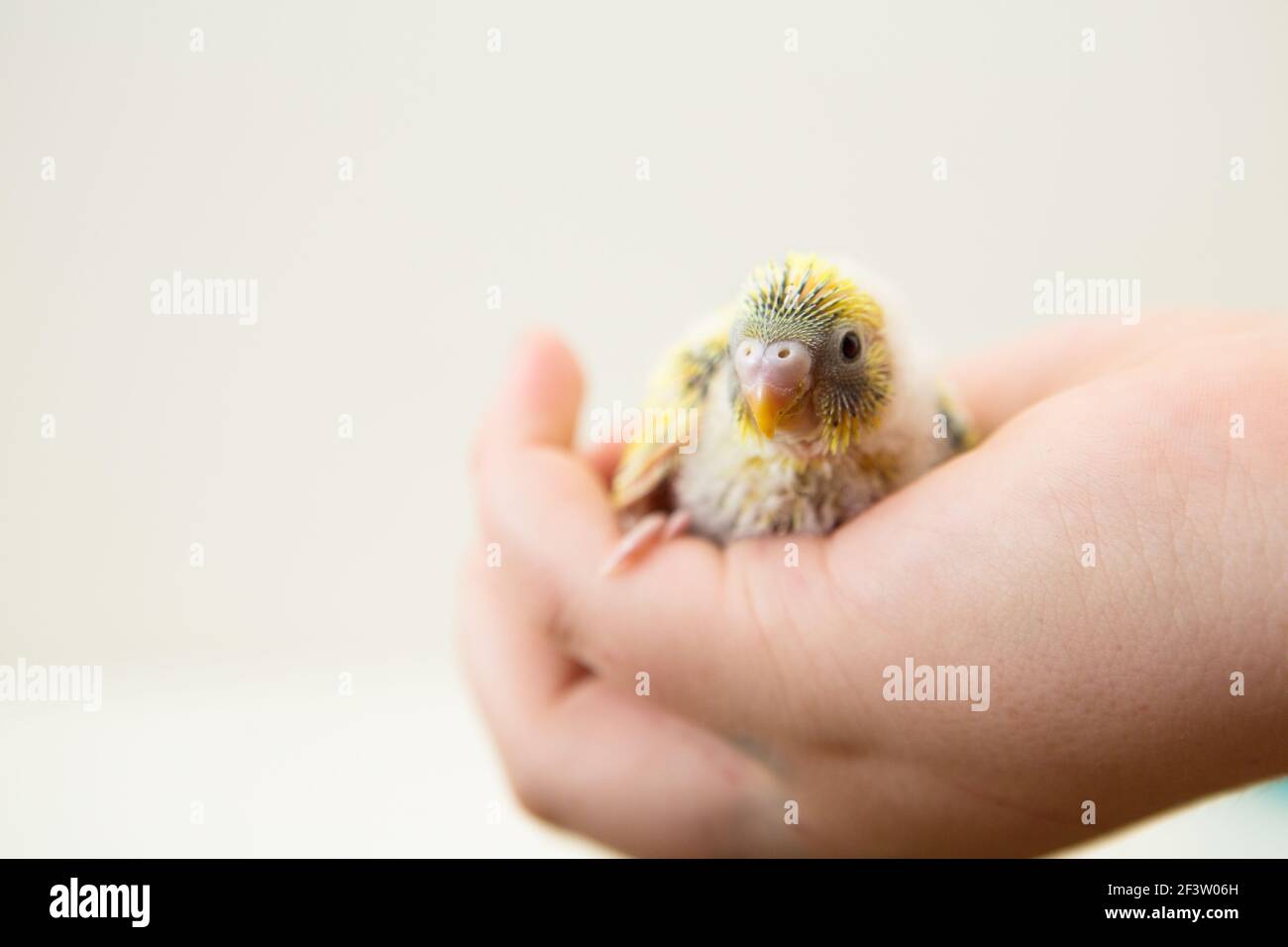 Baby Parakeet on White Background Stock Photo - Alamy