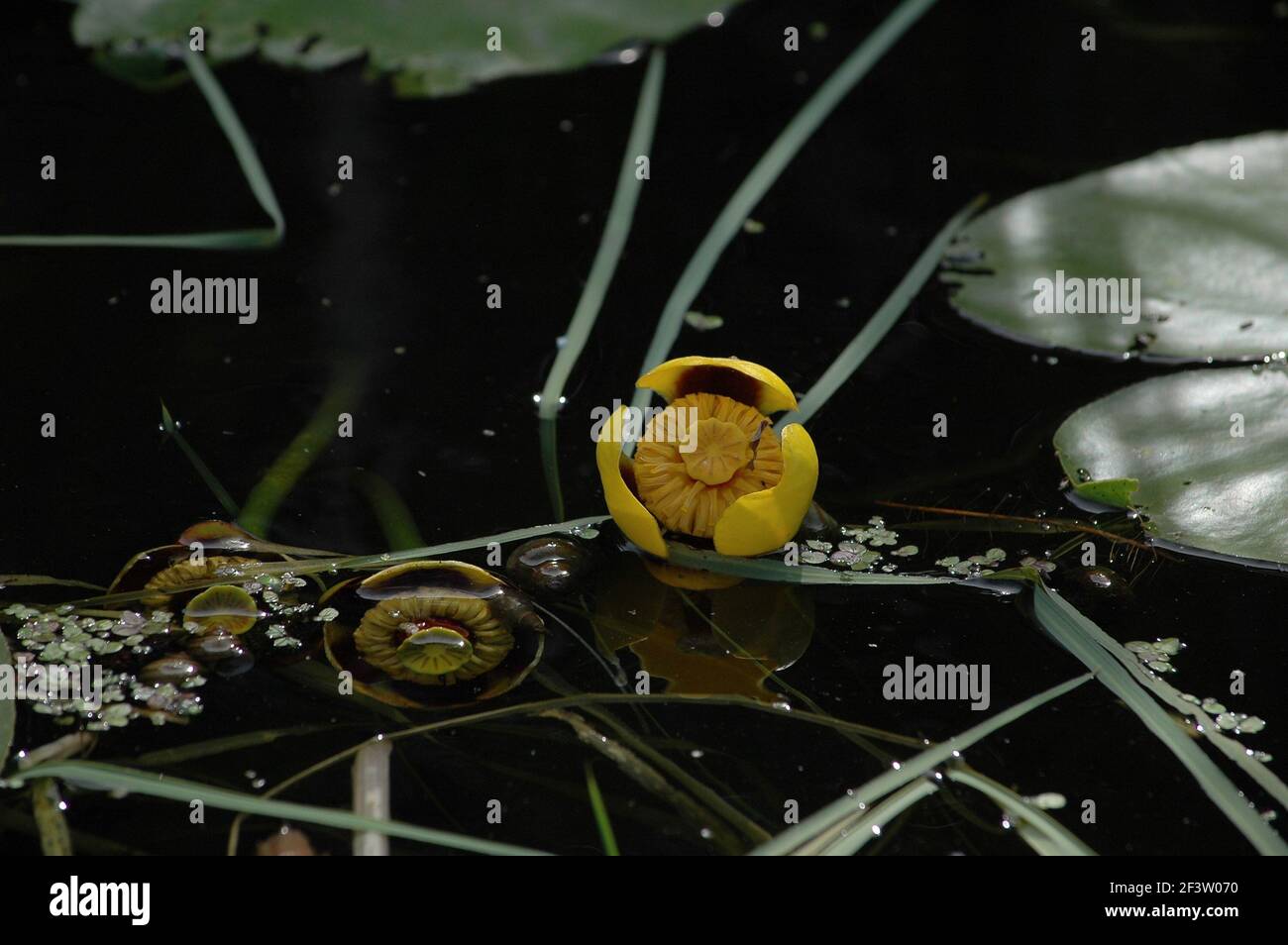 Submerged aquatic plants hi-res stock photography and images - Alamy