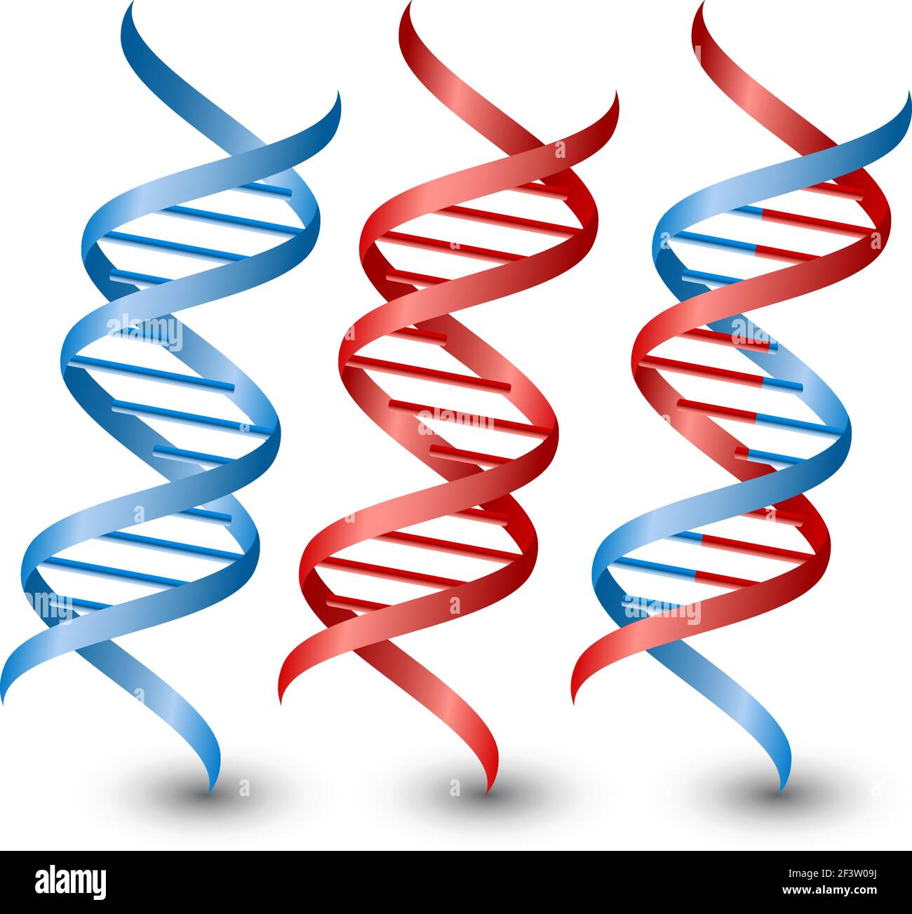 Dna strands. Vector on the white background Stock Vector Image & Art ...
