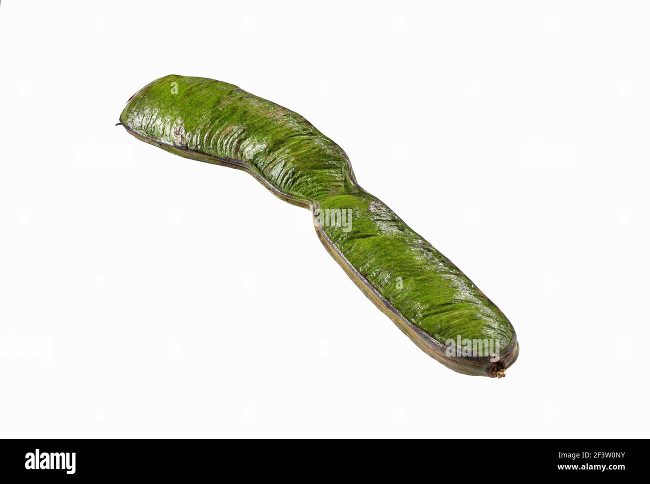 Inga edulis hi-res stock photography and images - Alamy