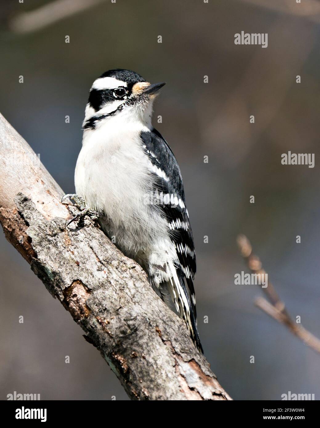 Woodpecker female close-up profile view perched on a tree branch with ...
