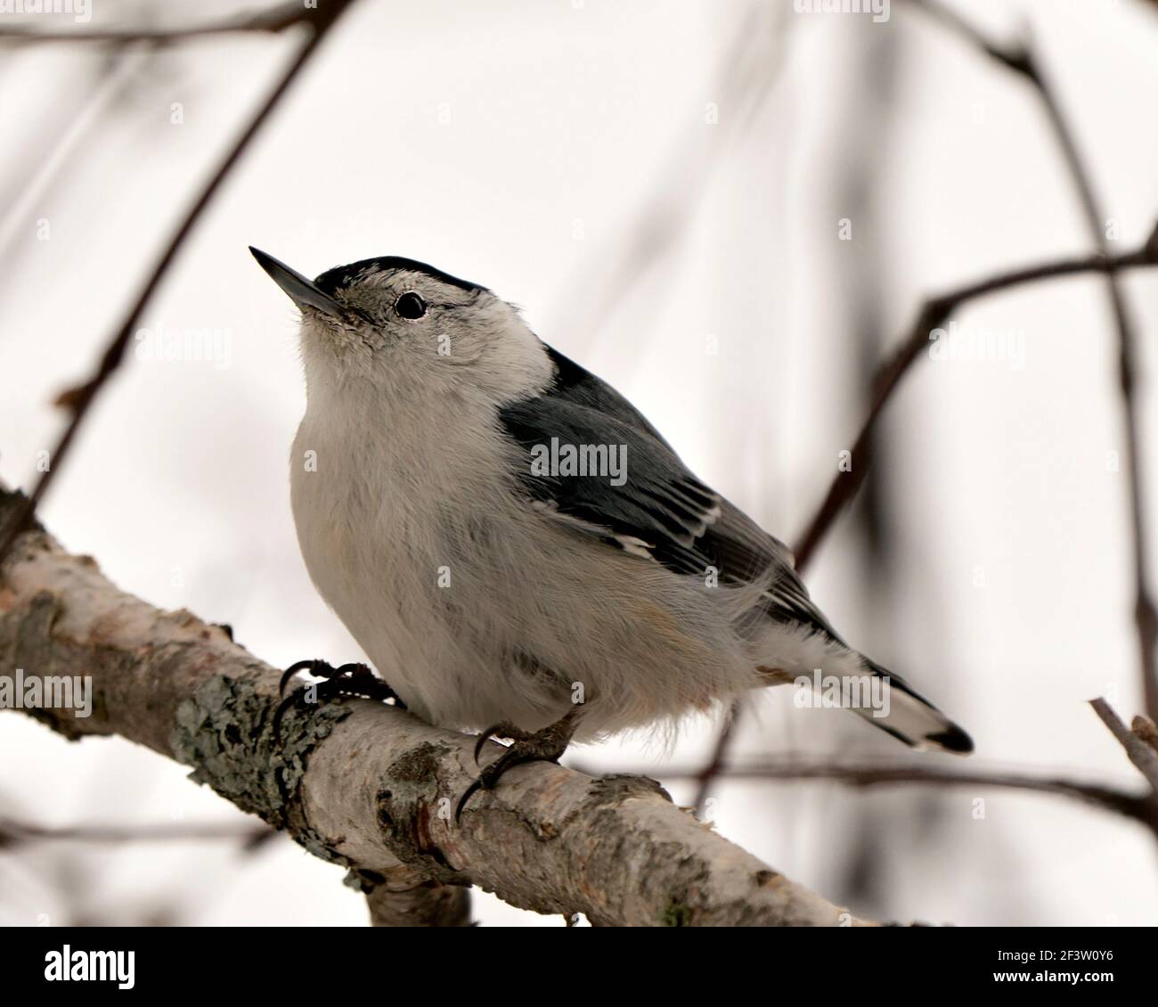 White-Breasted Nuthatch close-up profile view perched on a birch branch ...