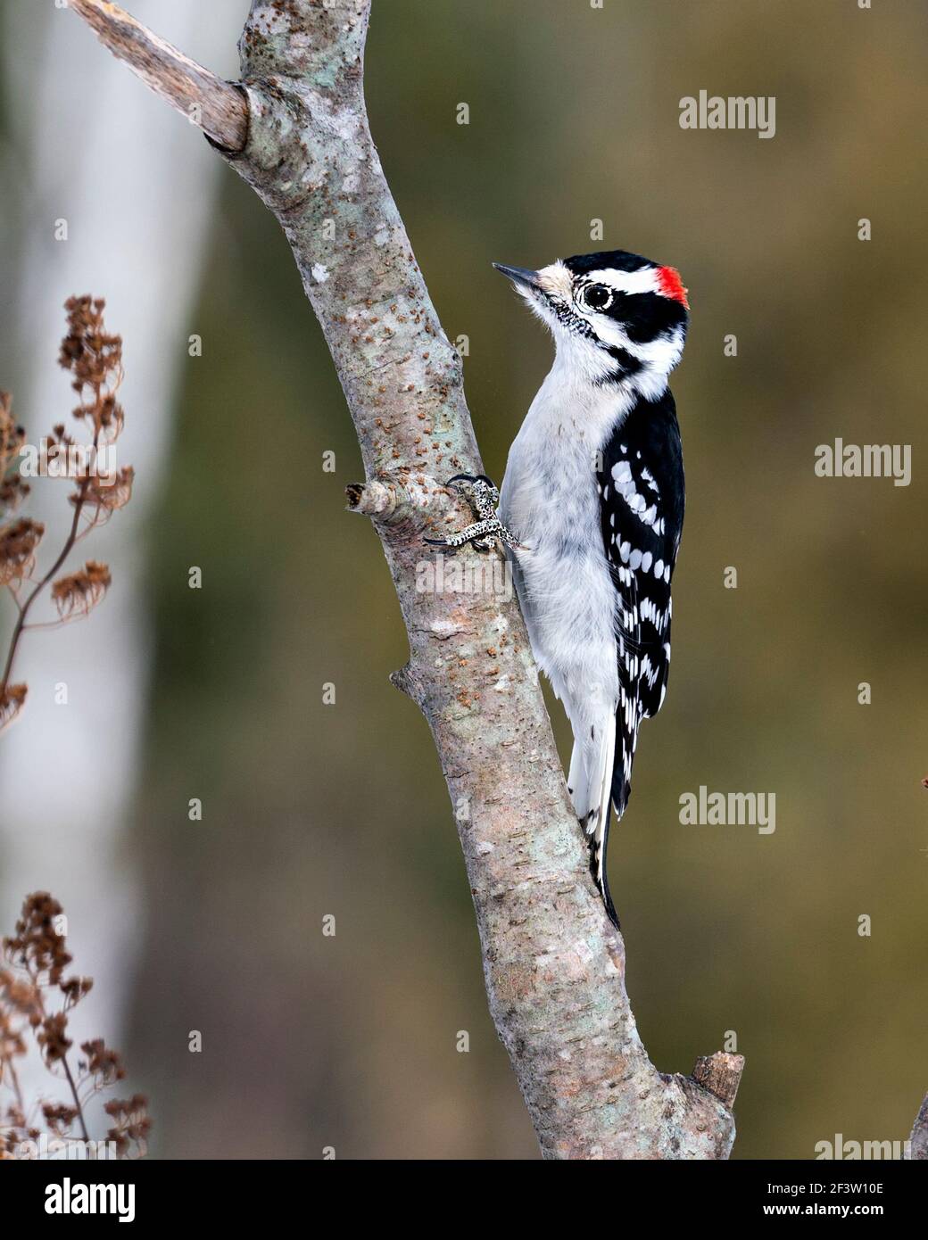 Woodpecker close-up profile view climbing tree branch and displaying ...