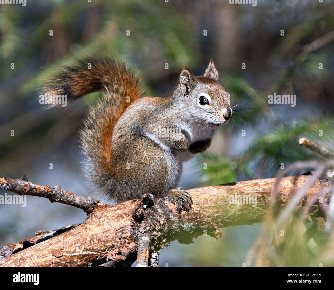 Squirrel close-up profile view sitting on a tree branch in the forest ...