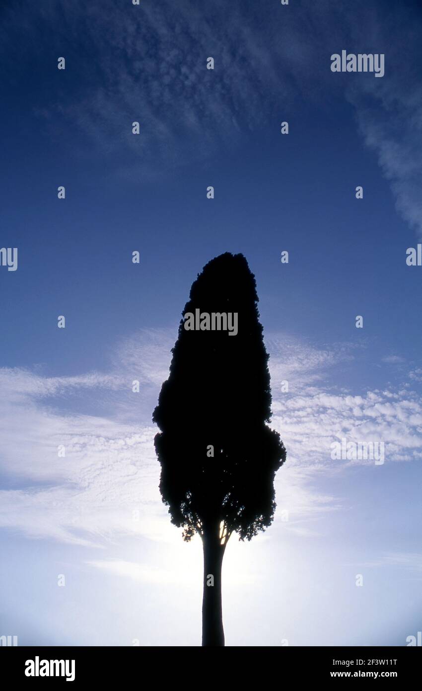 Italian cypress tree hi-res stock photography and images - Alamy