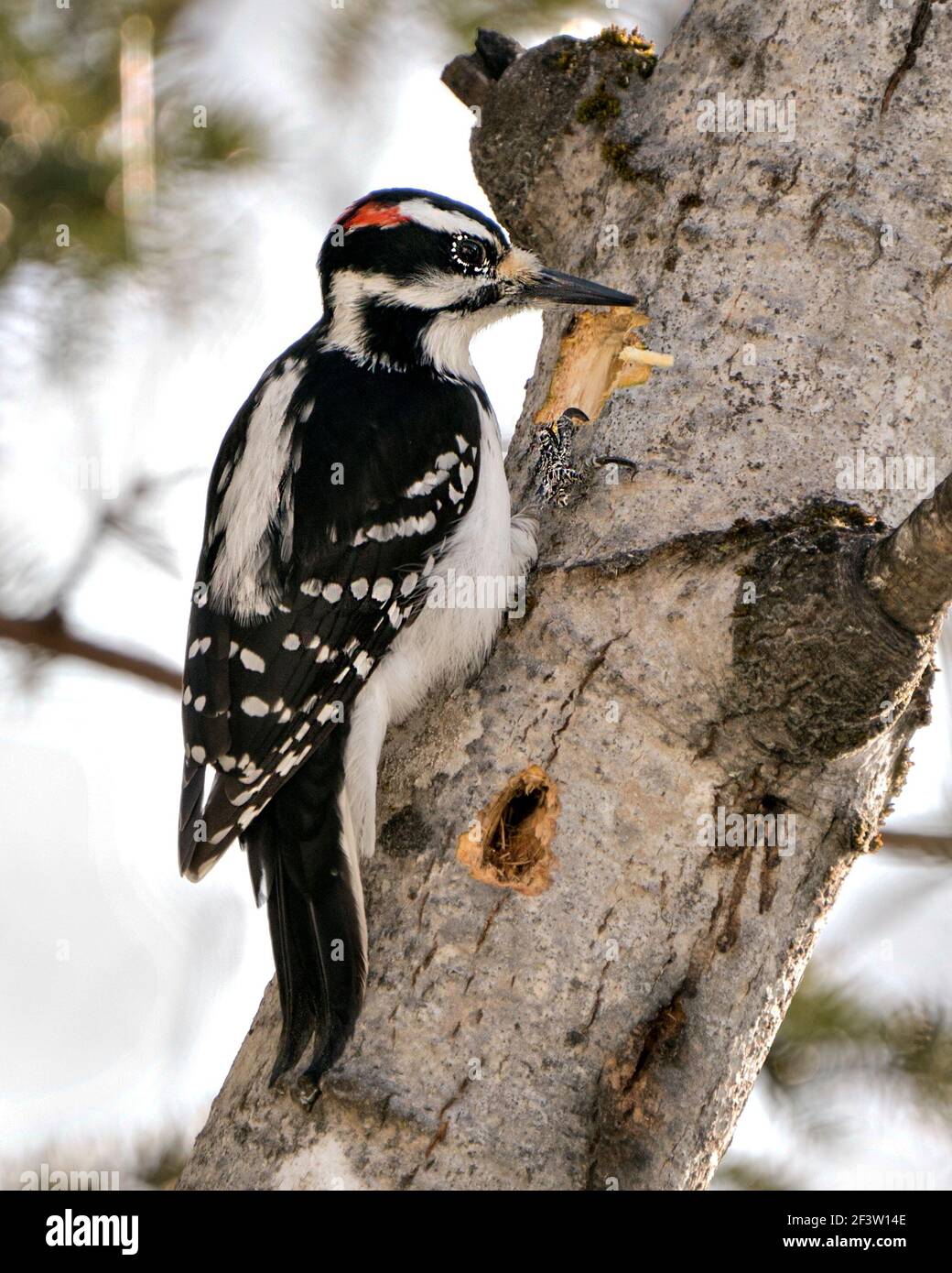Woodpecker male close-up profile view climbing tree trunk and ...