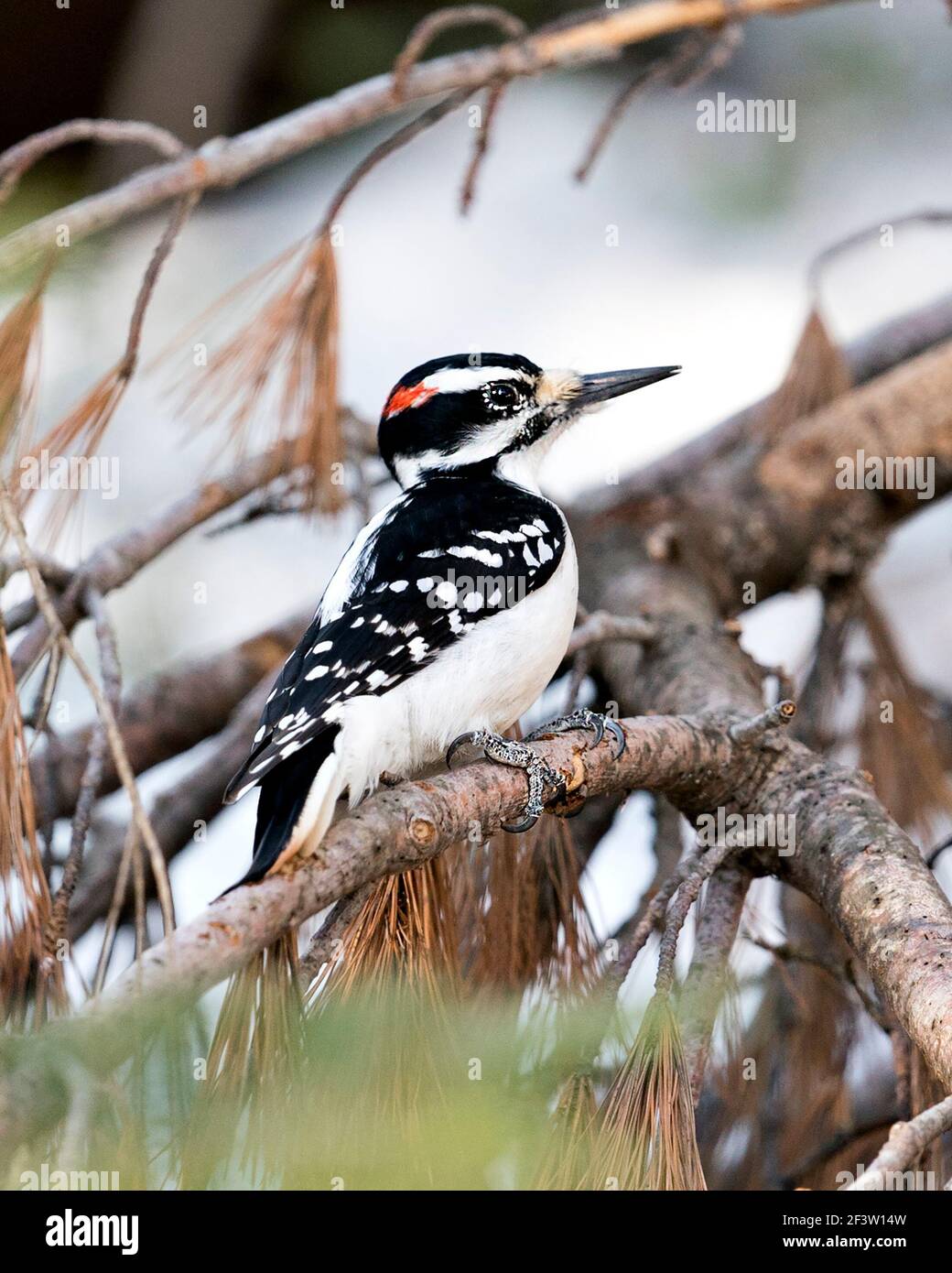 Woodpecker male close-up profile view perched on a tree branches with ...