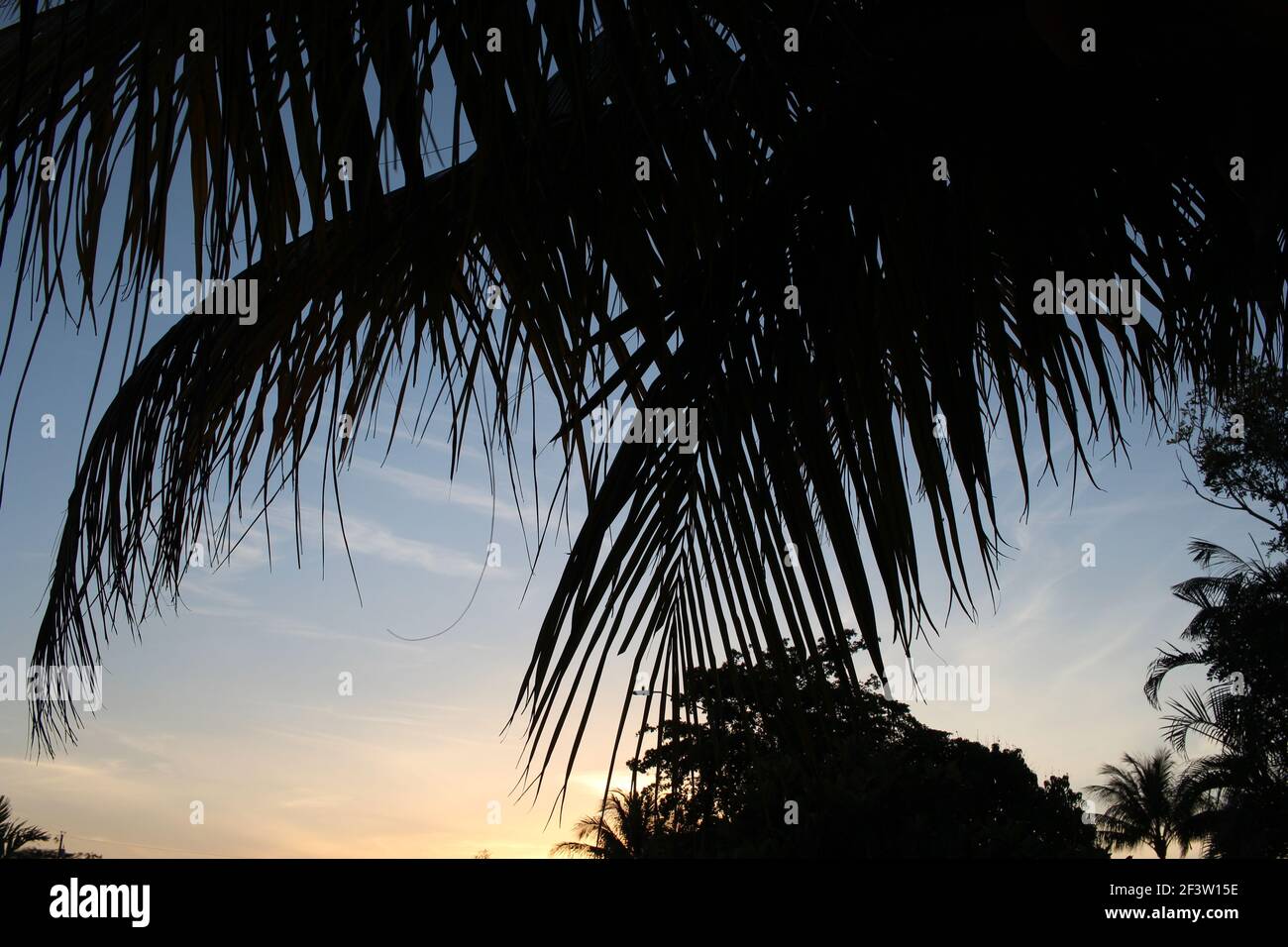 Palm trees during sunset wide shot Stock Photo - Alamy