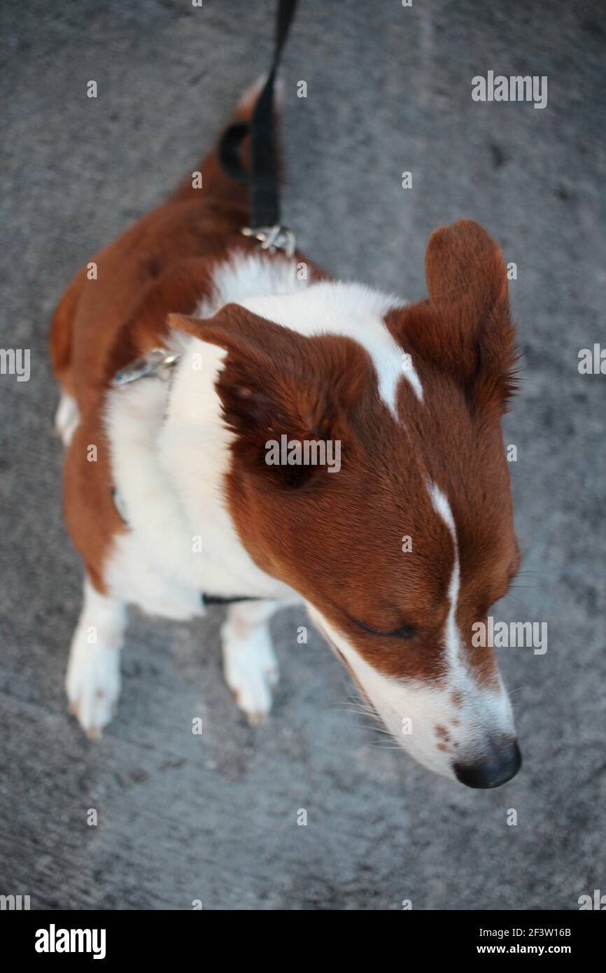 Happy Dog sitting outside during sunset Stock Photo - Alamy