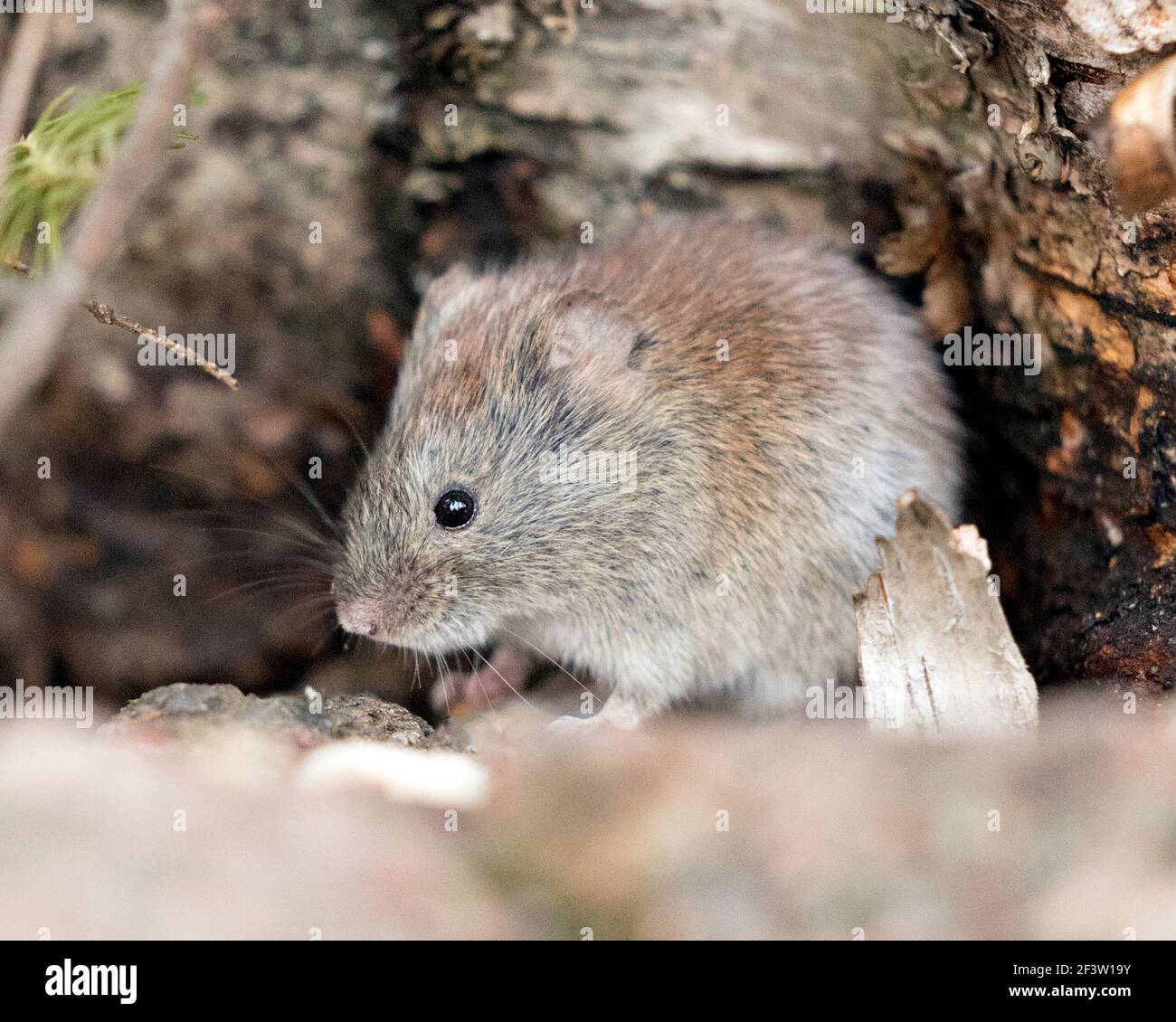 Mouse close-up profile side view in the forest eating in its ...
