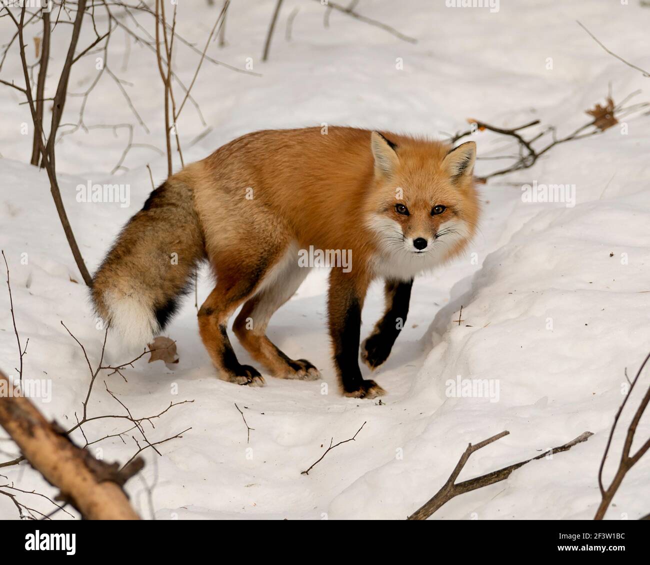 Red fox close-up profile side view in the winter season in its ...