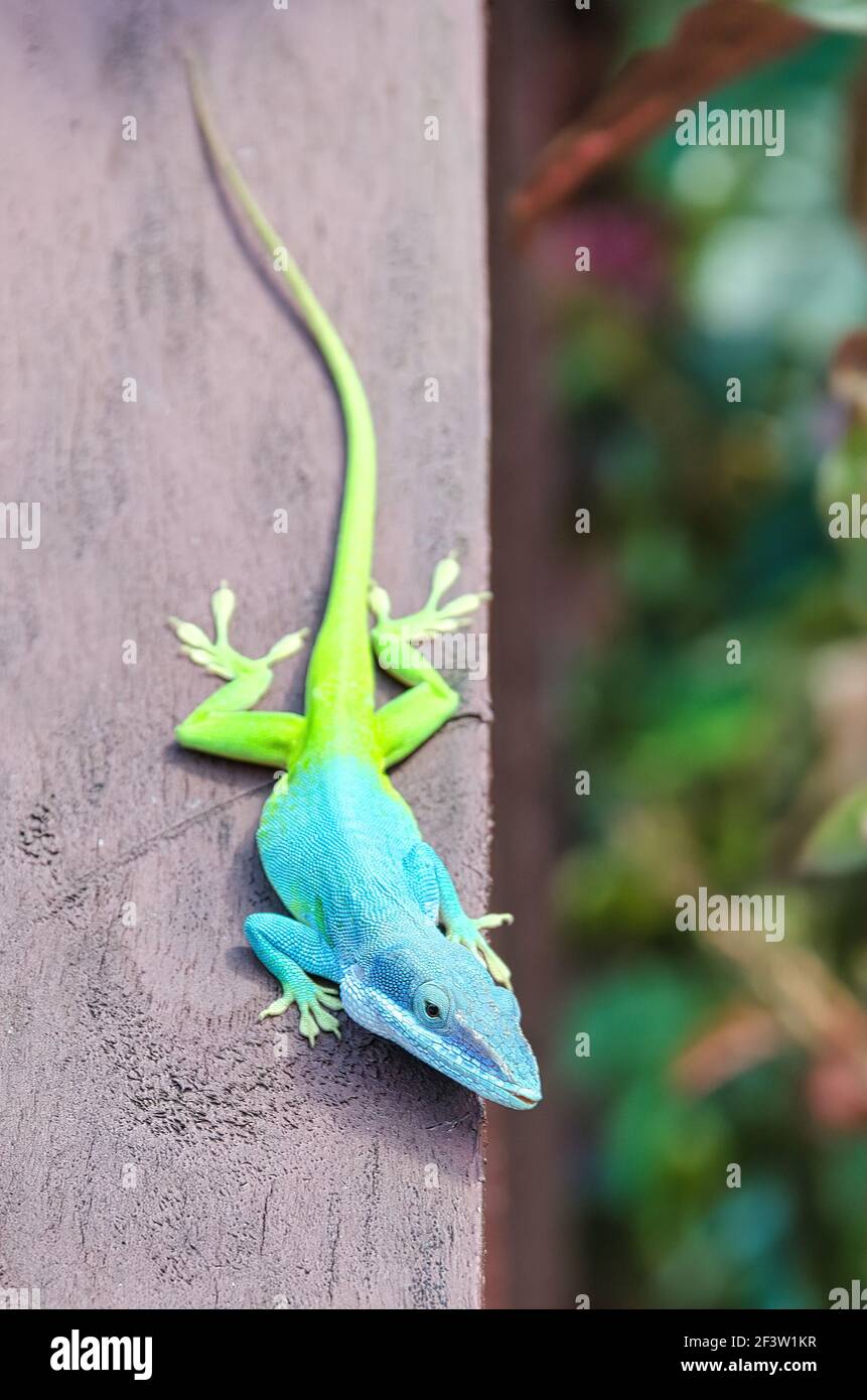 Cuban lizard hi-res stock photography and images - Alamy