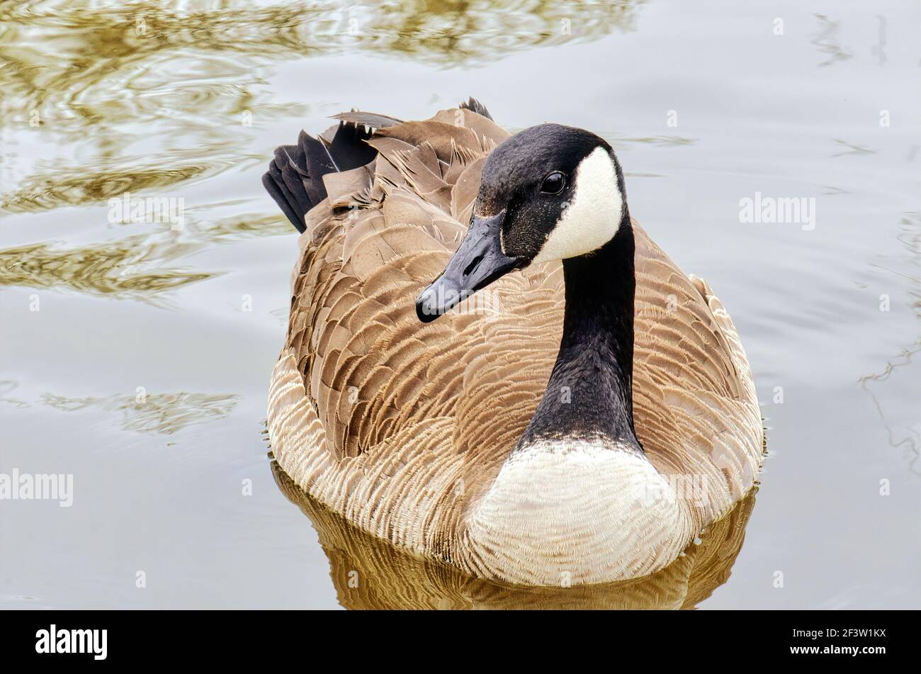 Canadian goose water bird in a pond Stock Photo - Alamy