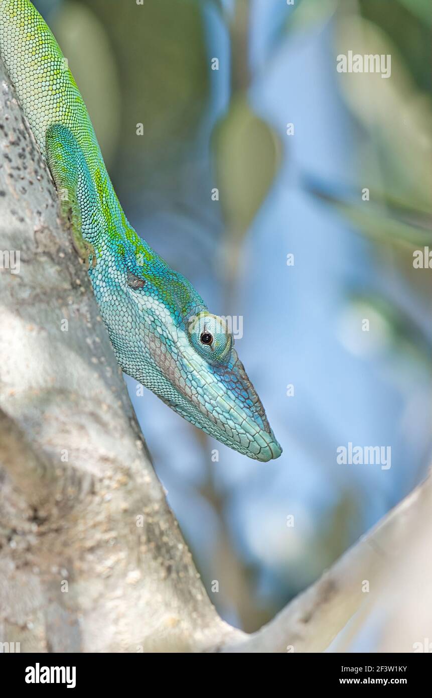 Cuban Chameleon High Resolution Stock Photography and Images - Alamy