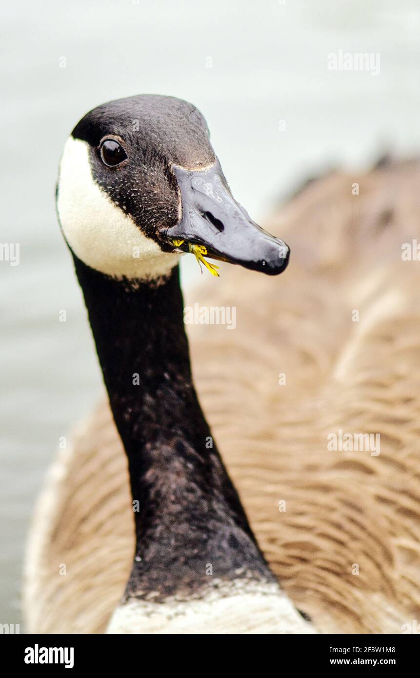 Canada canadensis in water pond hi-res stock photography and images - Alamy