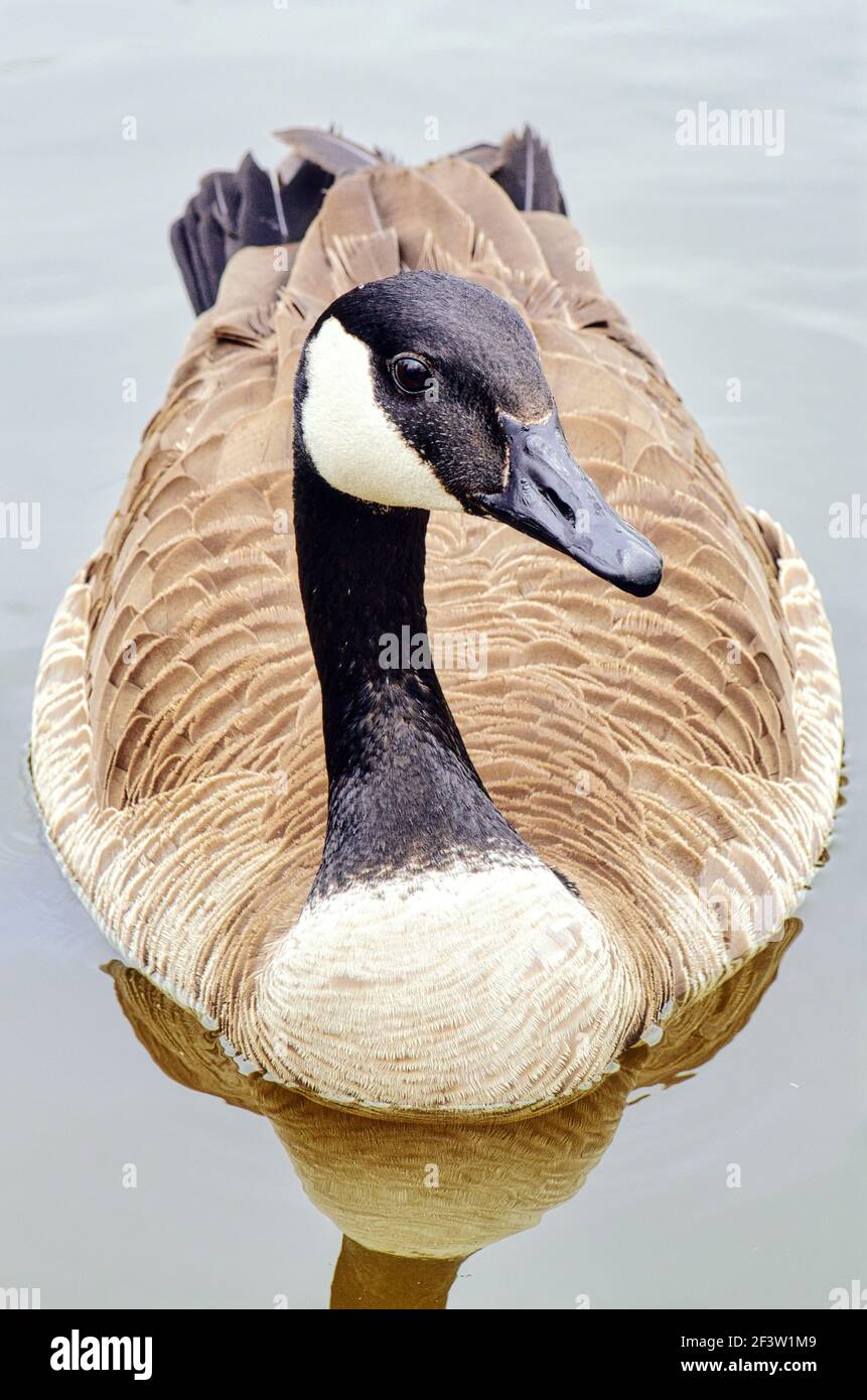 Goose water hi-res stock photography and images - Alamy